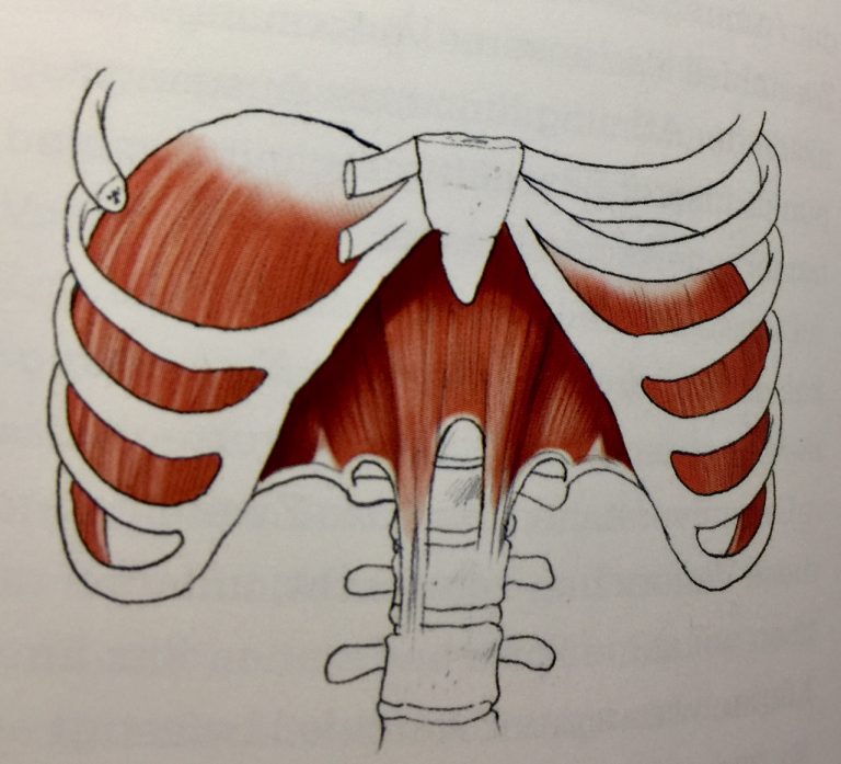 Das Zwerchfell – Urquell für ein Füllhorn an Beschwerden oder gute ...